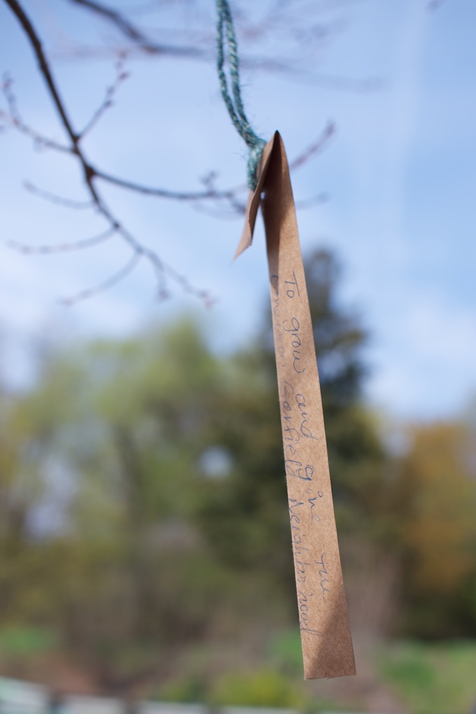 Photos from the Tree Planting on N. Maple – Emerson-Garfield Community
