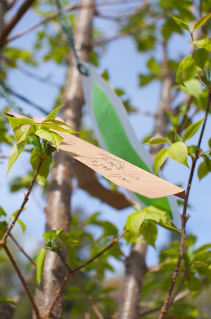 Photos from the Tree Planting on N. Maple – Emerson-Garfield Community