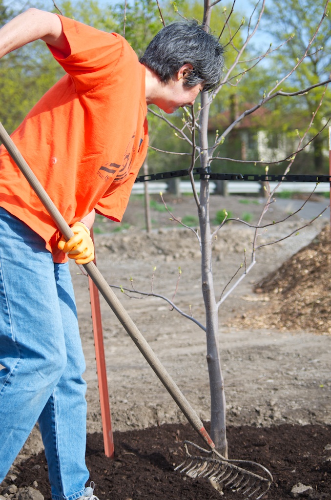Photos from the Tree Planting on N. Maple – Emerson-Garfield Community